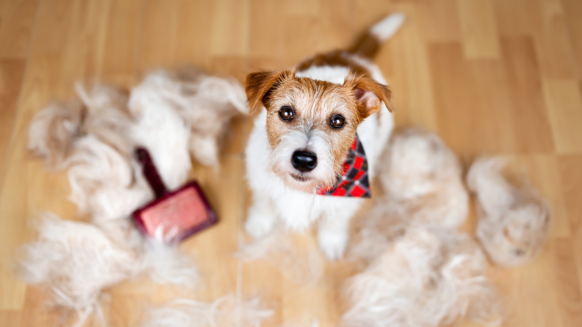 Dog Shedding: How to Manage Shedding and Care Tips for Your Dog