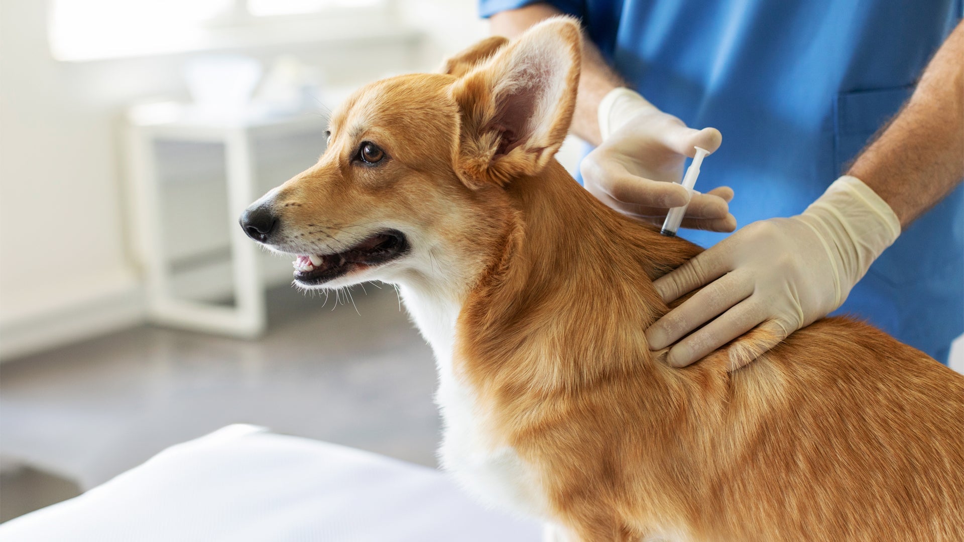 Dog Health Problems: What Pet Parents Should Know