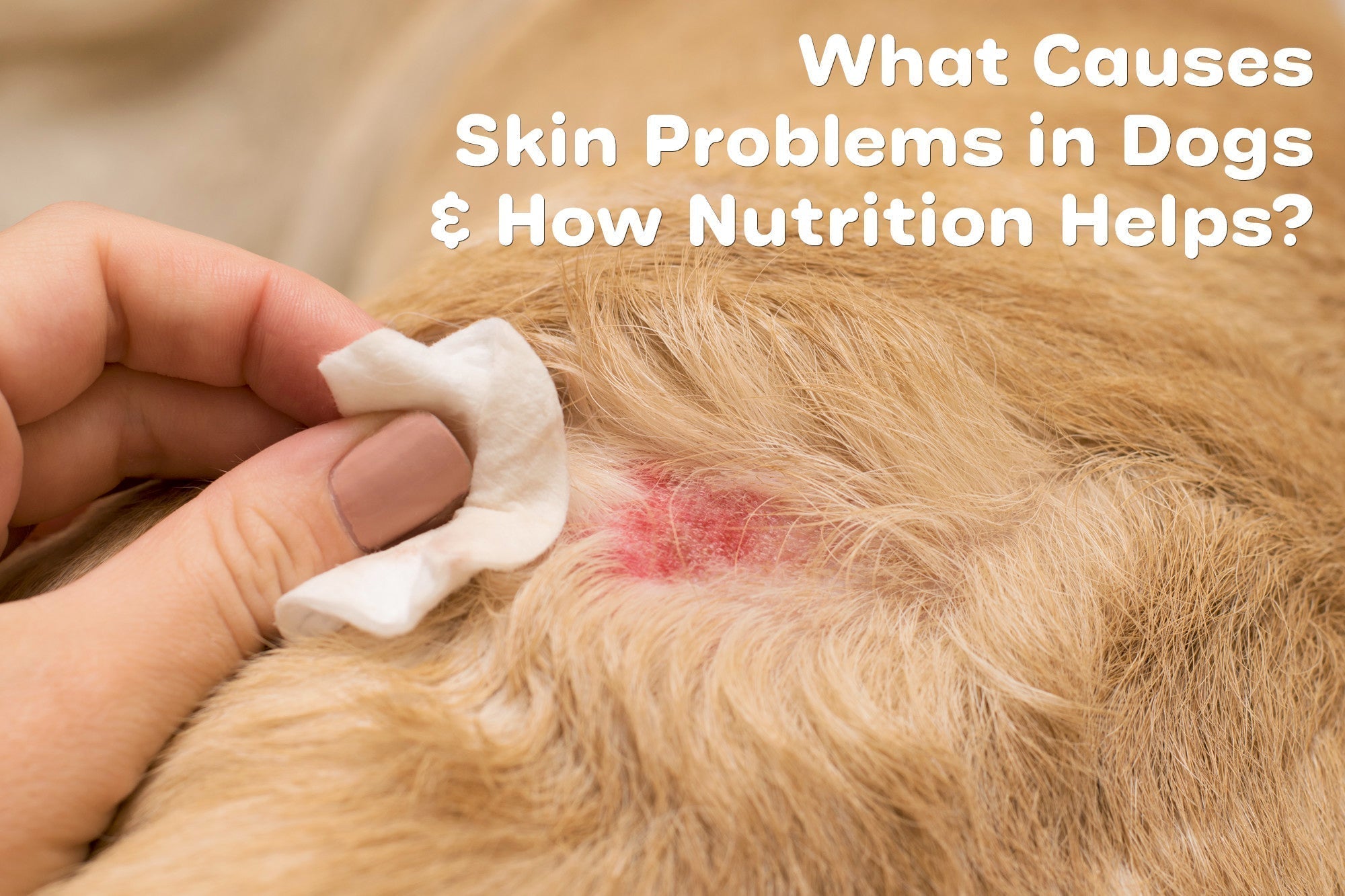 How Nutrition Helps Prevent Dog Skin Problems